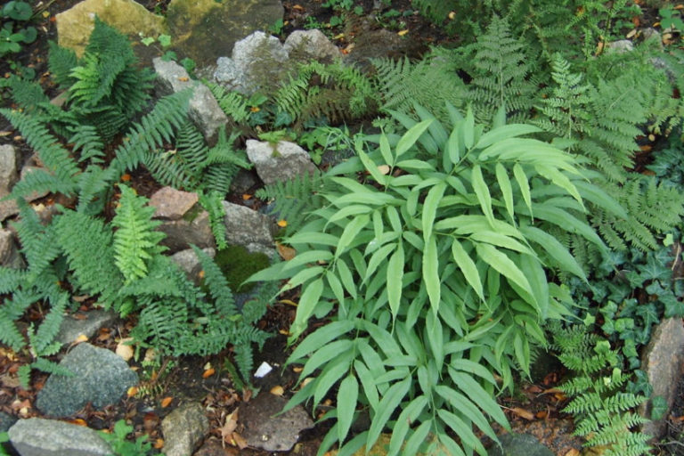 Rock Ferns in Garden Design