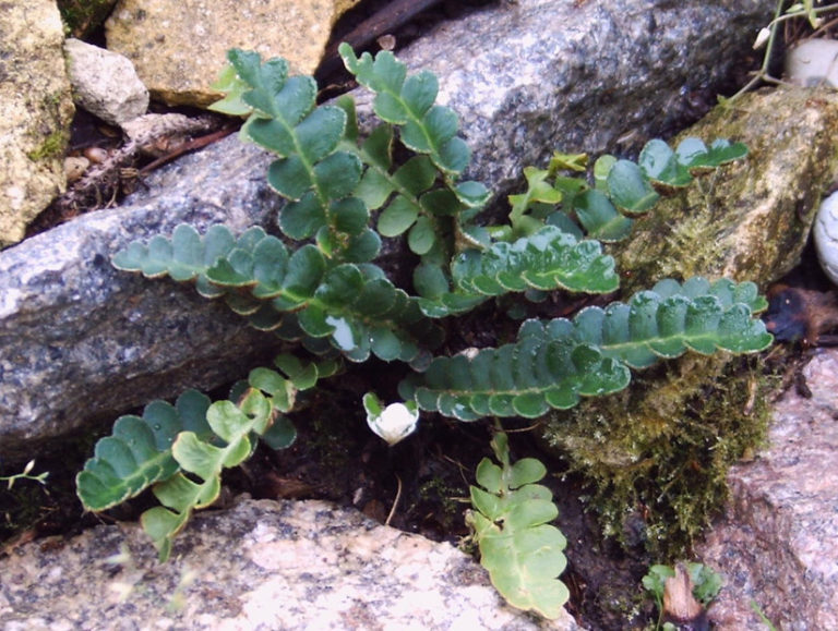 Rock Ferns in Garden Design