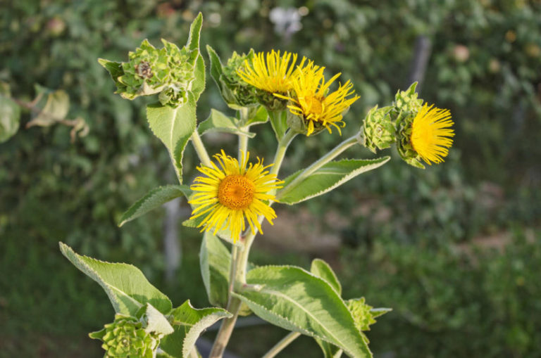 Inula: Planting and Care, Species - Best Landscape Ideas