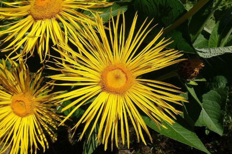 Inula: Planting and Care, Species