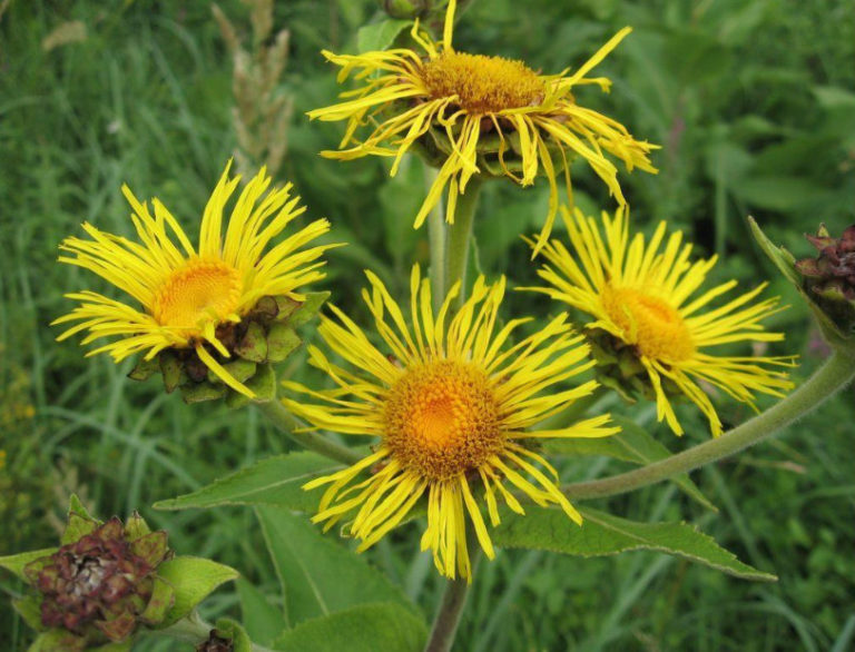 Inula: Planting and Care, Species