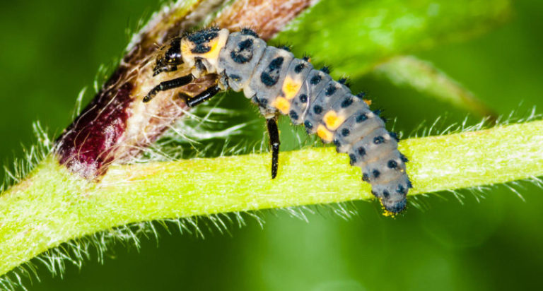 What is Useful Ladybug and How to Attract Her to the Garden