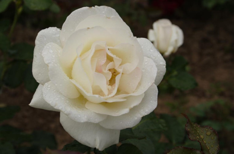 White Roses: Choose Reliable Varieties