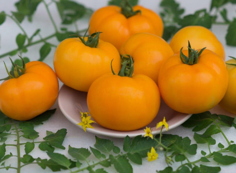 Yellow Tomatoes: Varieties and Hybrids - Best Landscape Ideas
