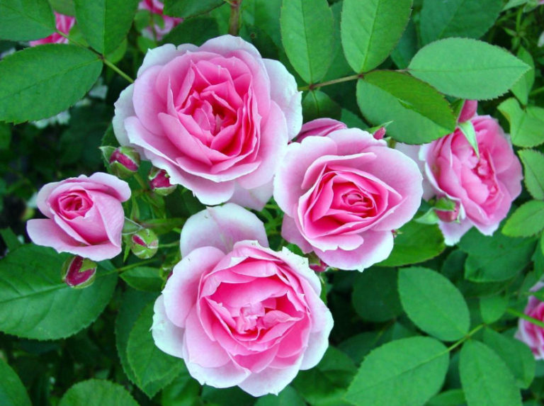 Canadian Roses: Planting and Care, Varieties, Photos - Best Landscape Ideas