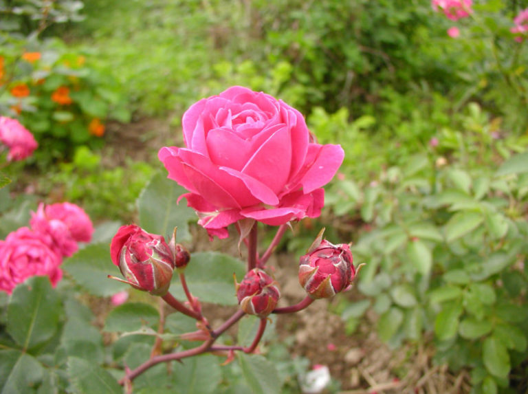 Canadian Roses: Planting and Care, Varieties, Photos