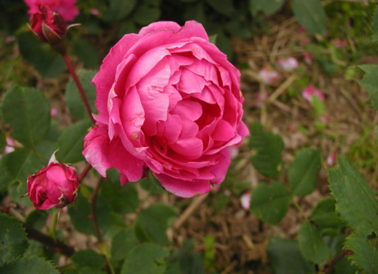 Canadian Roses: Planting and Care, Varieties, Photos