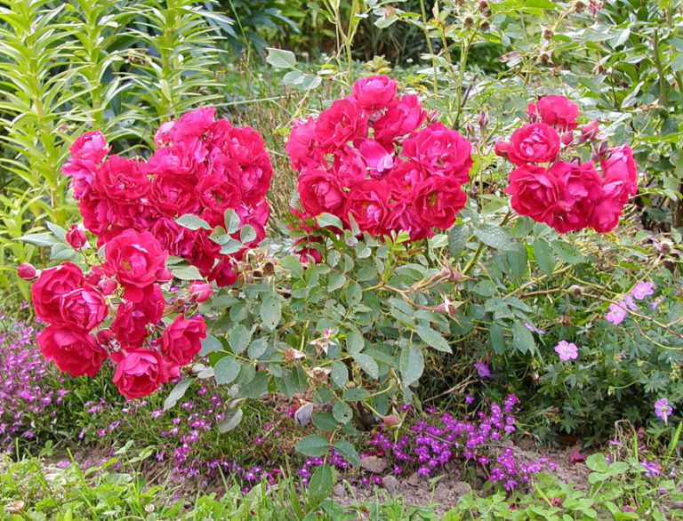Canadian Roses: Planting and Care, Varieties, Photos