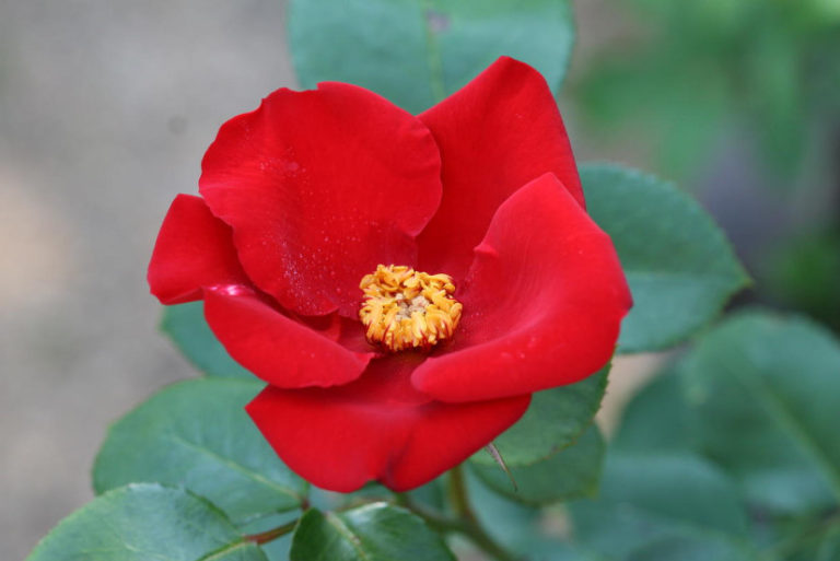 Charming Roses - Best Landscape Ideas
