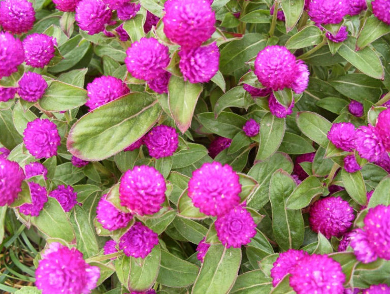 Gomphrena Globosa: Varieties and Useful Information - Best Landscape Ideas