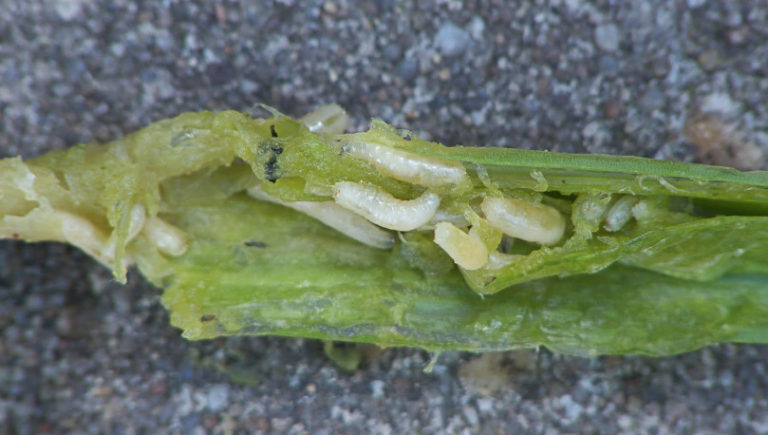 Onion Fly: What It Is and How to Deal With It