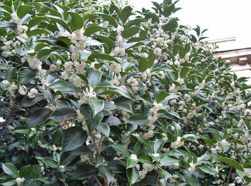 Fragrant Osmanthus - Garden Decoration
