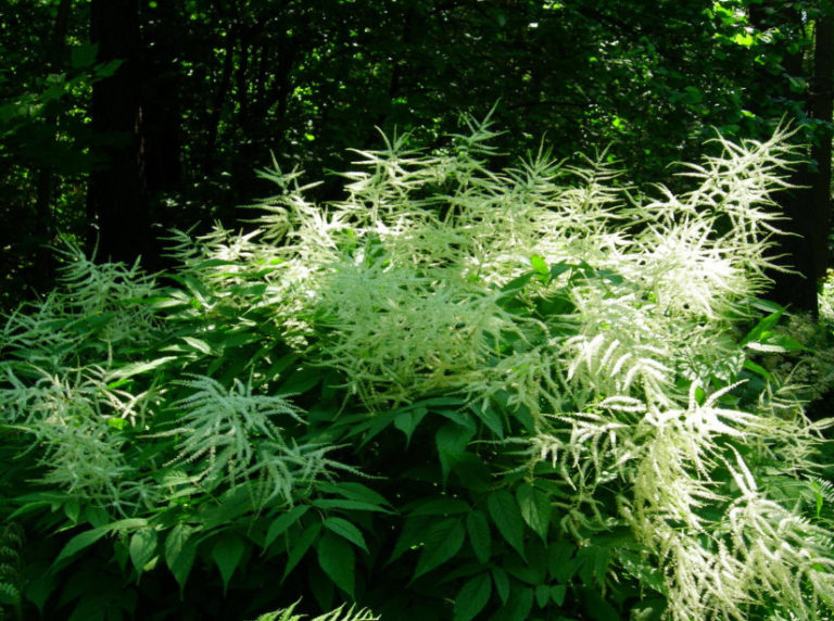 Aruncus: Cultivation and Care, Species