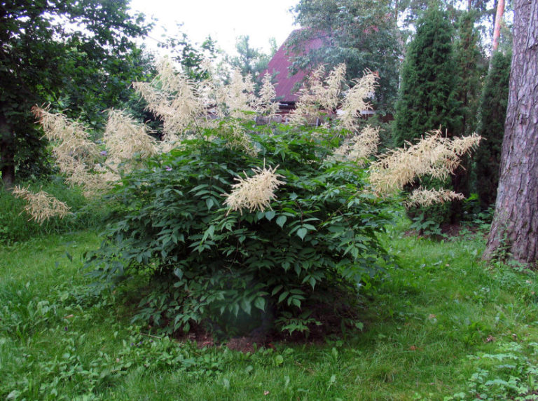 Aruncus: Cultivation and Care, Species