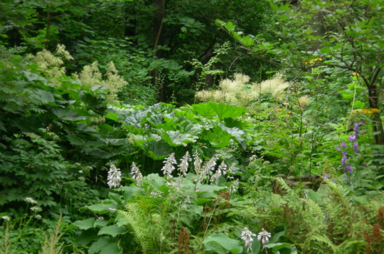 Aruncus: Cultivation and Care, Species
