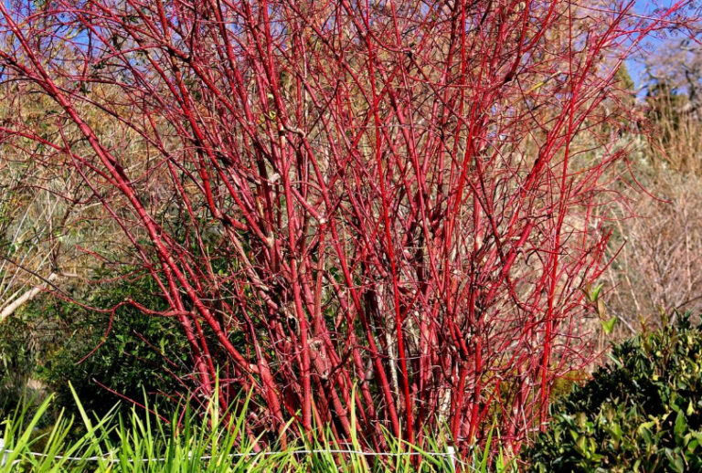 Beauty Out of Season: Trees and Shrubs with Unusual Bark