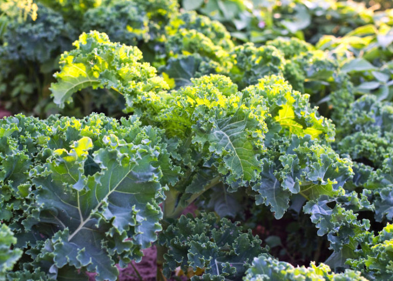 Kale: the Beauty and Use in the Garden (Part 1) - Best Landscape Ideas