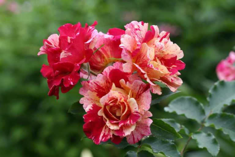 15 Best Varieties of Grandiflora Roses