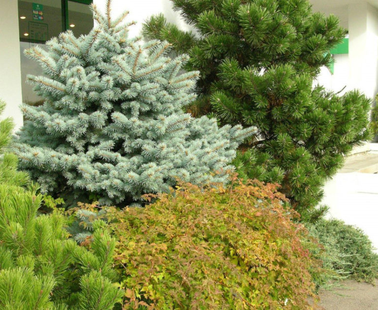 10 Best Blue Spruce: Species and Varieties - Best Landscape Ideas