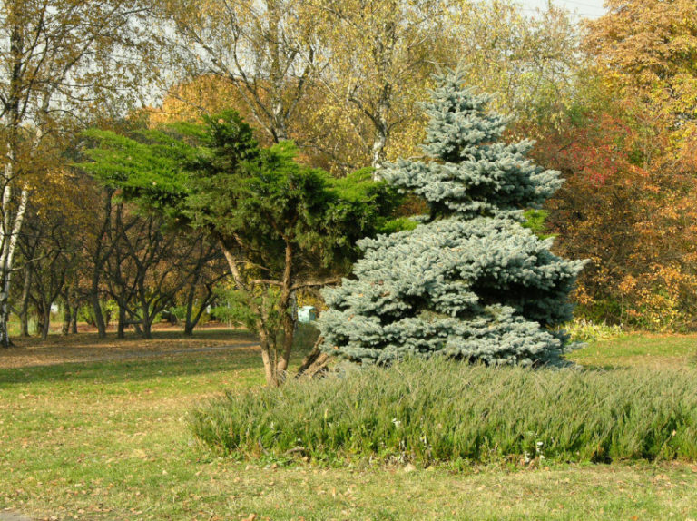10 Best Blue Spruce: Species and Varieties