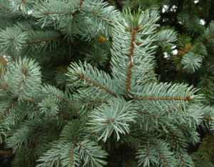 10 Best Blue Spruce: Species and Varieties