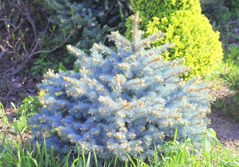 10 Best Blue Spruce: Species and Varieties