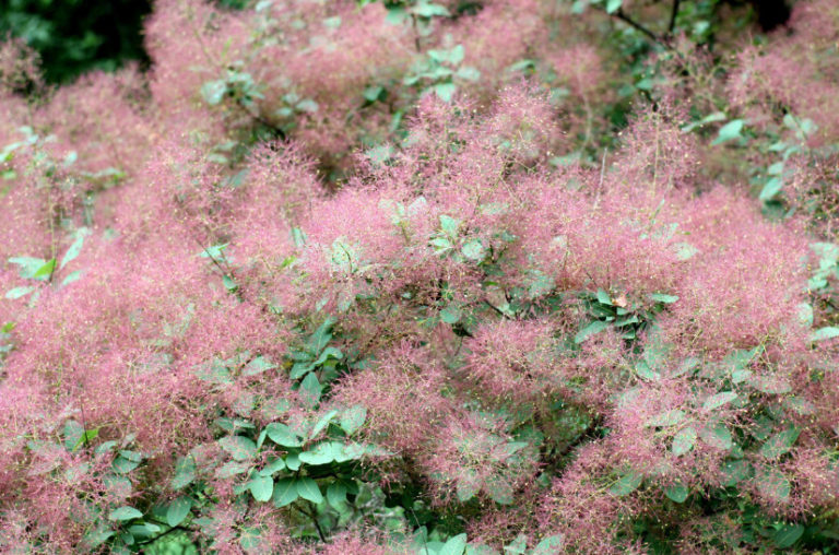 Cotinus Coggygria: Planting and Care, Varieties and Applications - Best ...