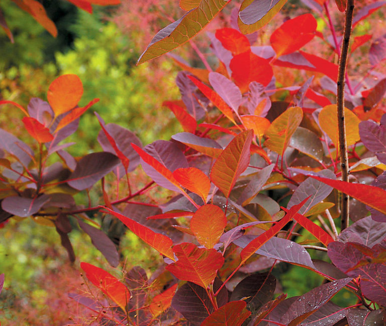 Cotinus Coggygria: Planting and Care, Varieties and Applications