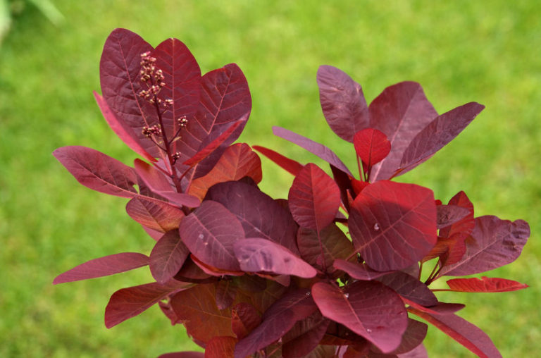 Cotinus Coggygria: Planting and Care, Varieties and Applications
