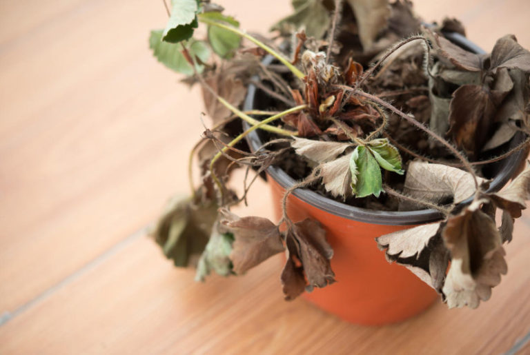 Vertical Wilting of Strawberries and Raspberries: Prevention, Diagnosis ...