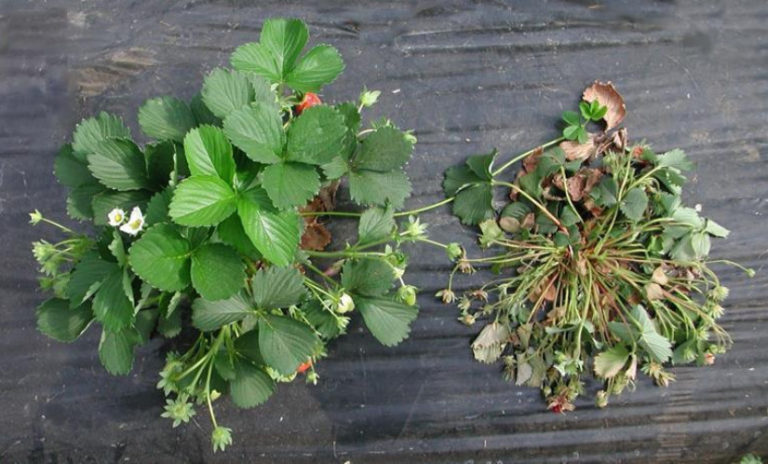 Vertical Wilting of Strawberries and Raspberries: Prevention, Diagnosis ...