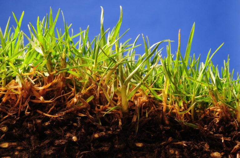 What is Humus - Best Landscape Ideas