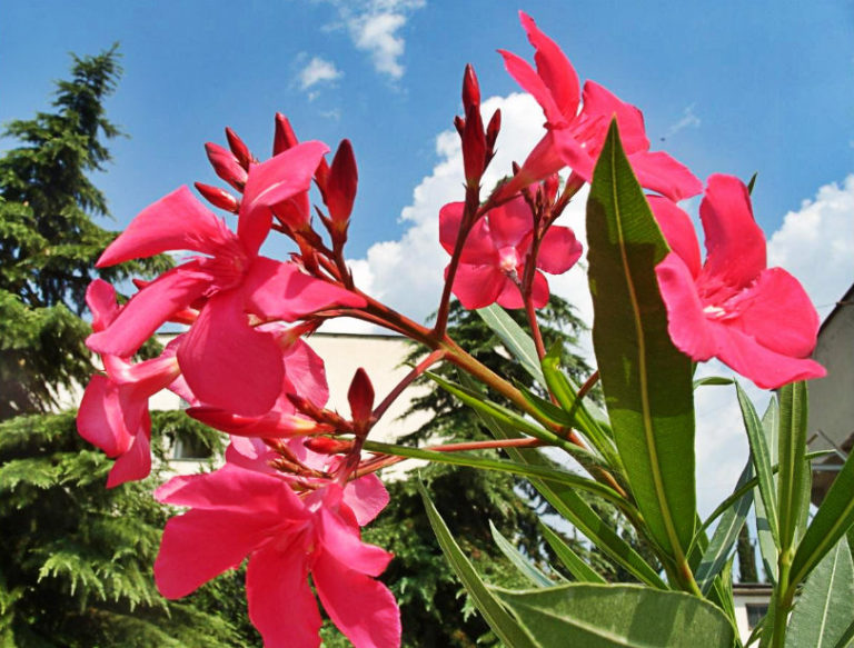 The Poisonous Beauty of Nerium Oleander - Best Landscape Ideas