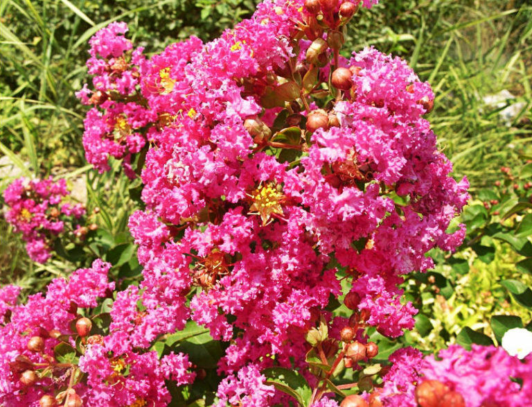 How To Plant And Care For Lagerstroemia Indica