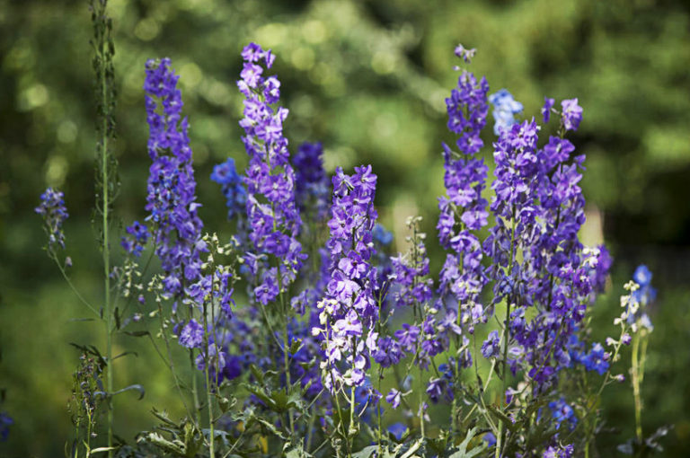 How To Plant And Care For Delphinium