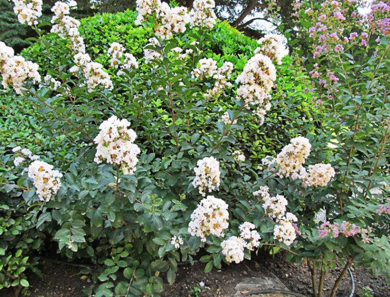 How To Plant And Care For Lagerstroemia Indica