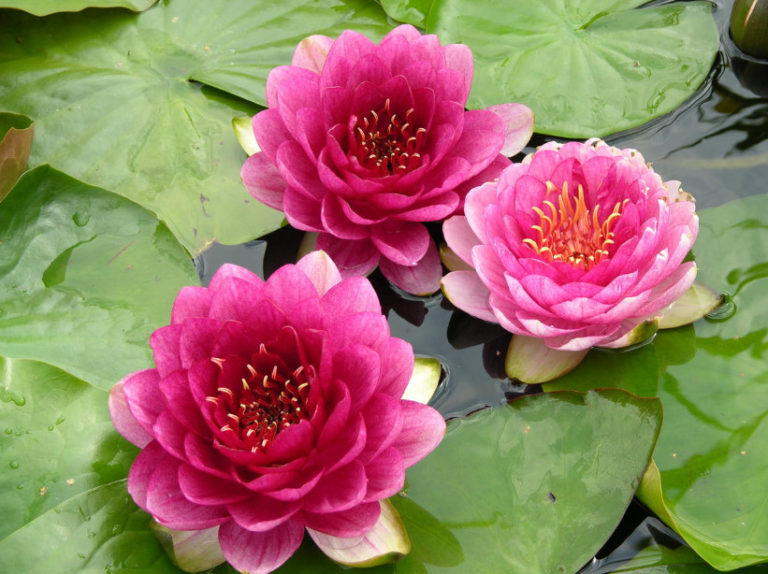 Nymphaea: Varieties and Growing Problems In Cold Climates