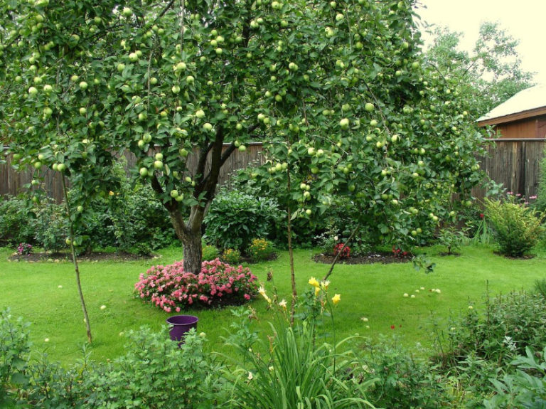 Old Apple Trees Through the Eyes of a Landscape Designer (Part 2)