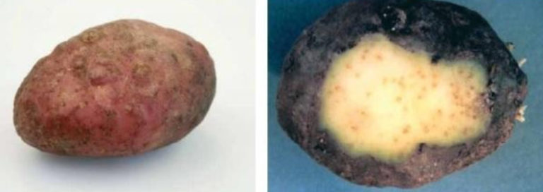 Potato Quarantine Pests: a Potential Threat that Could Become a Reality ...