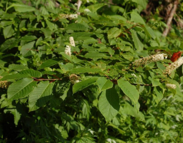Types of Prunus Padus: Description, Features of Cultivation