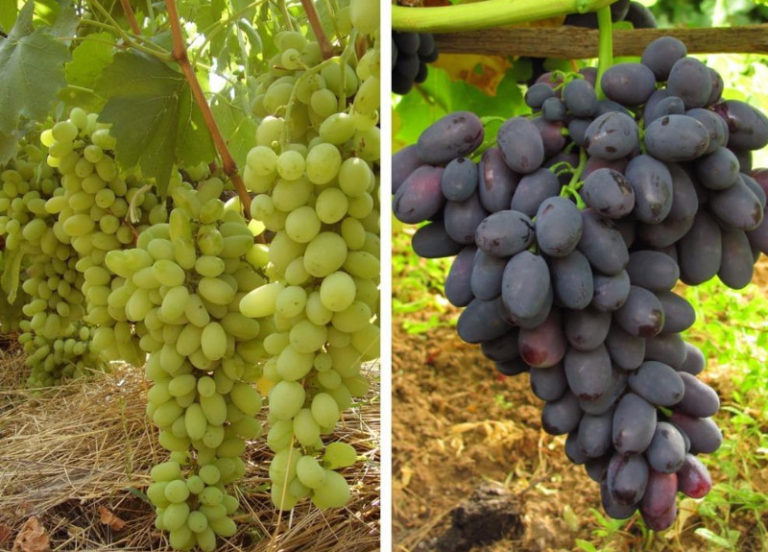 Grapes for the Northern Regions: Varieties and Planting Features