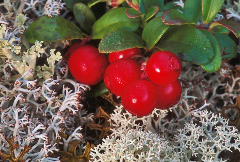 How To Plant And Care For Lingonberry - Best Landscape Ideas