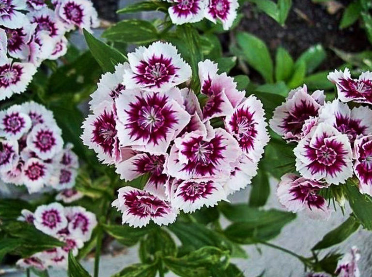 How To Plant And Care For Dianthus