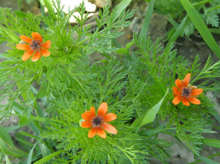 Adonis: Wild Species and Garden Cultivation