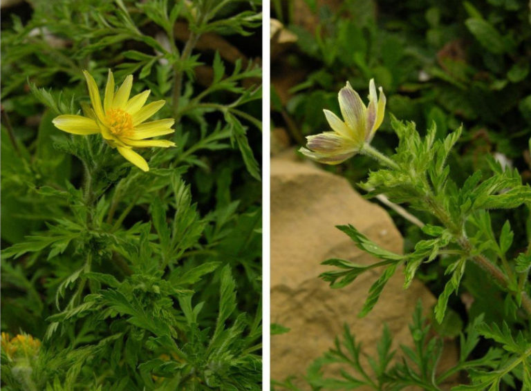 Adonis: Wild Species and Garden Cultivation