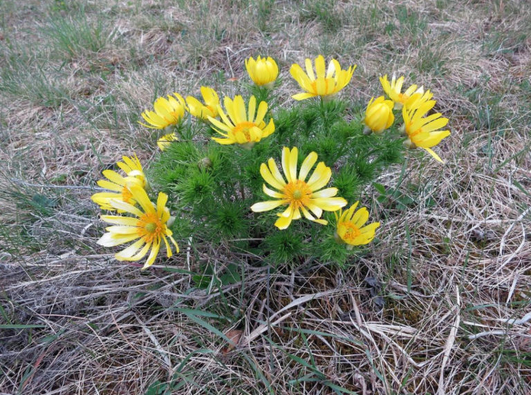 Adonis: Wild Species and Garden Cultivation