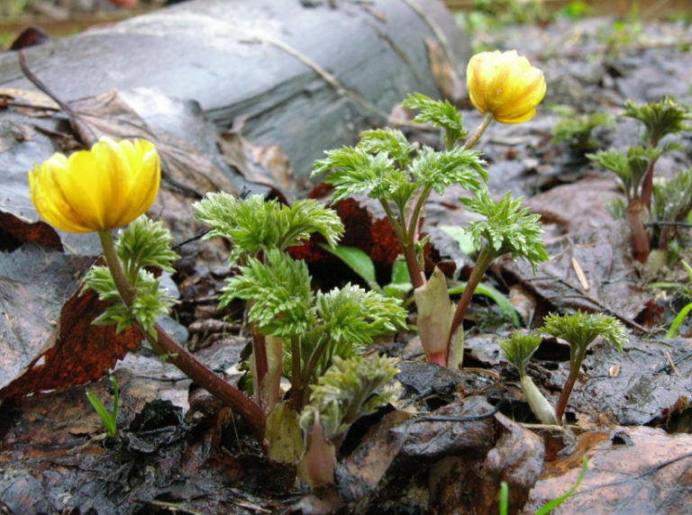 Adonis: Wild Species and Garden Cultivation