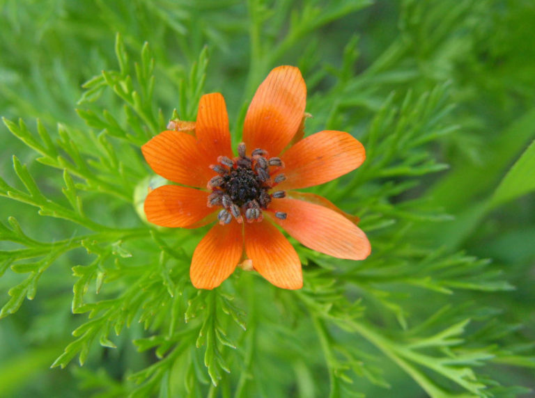 Adonis: Wild Species and Garden Cultivation