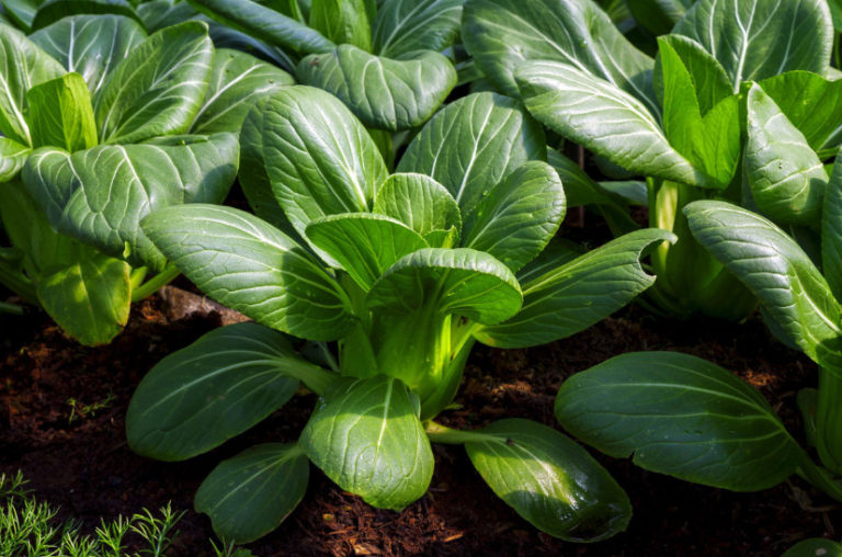 Cabbage Pak Choi: Cultivation, Varieties (Part 1) - Best Landscape Ideas