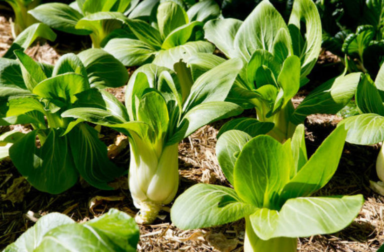 Cabbage Pak Choi: Cultivation, Varieties (Part 2)